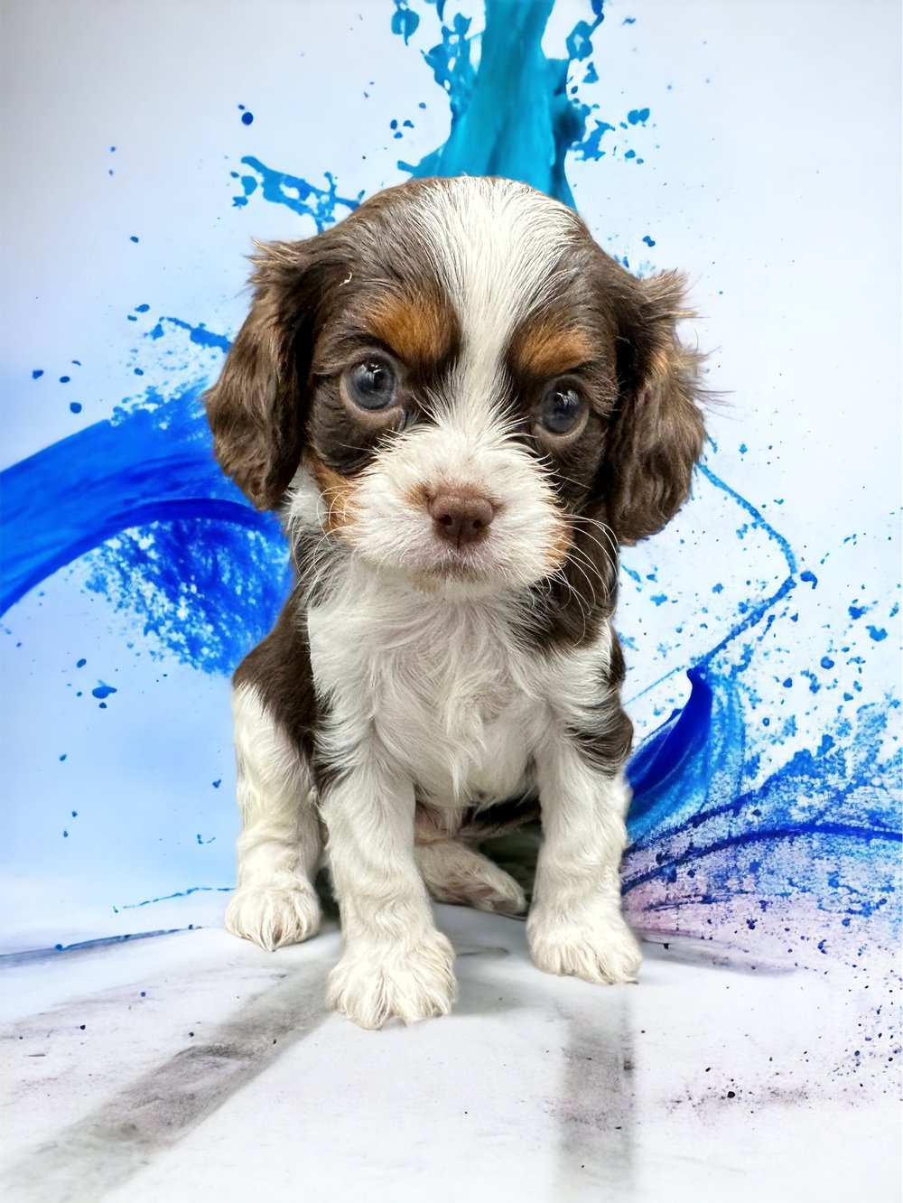 Available Puppies – Chocoholic Cavaliers