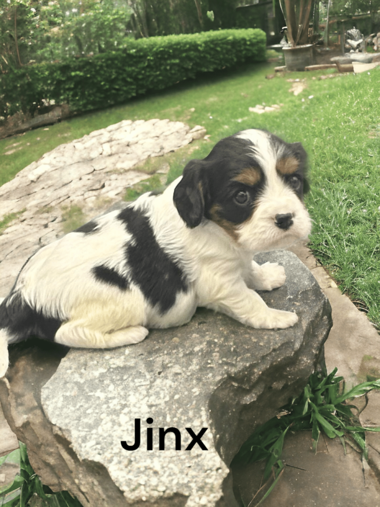 Available Puppies – Chocoholic Cavaliers