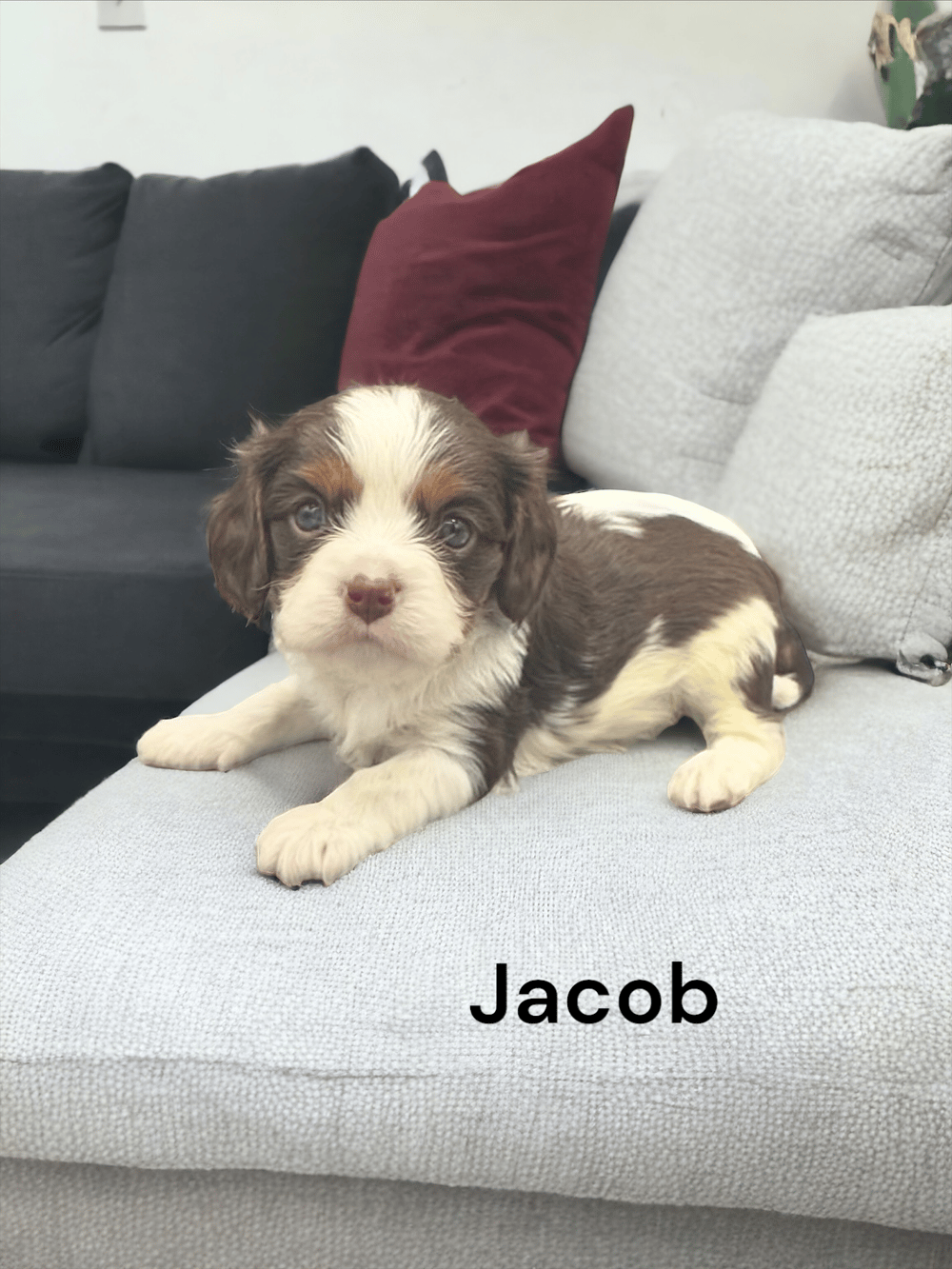 Available Puppies – Chocoholic Cavaliers