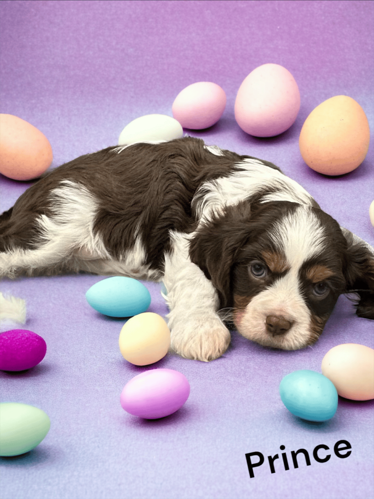Available Puppies – Chocoholic Cavaliers