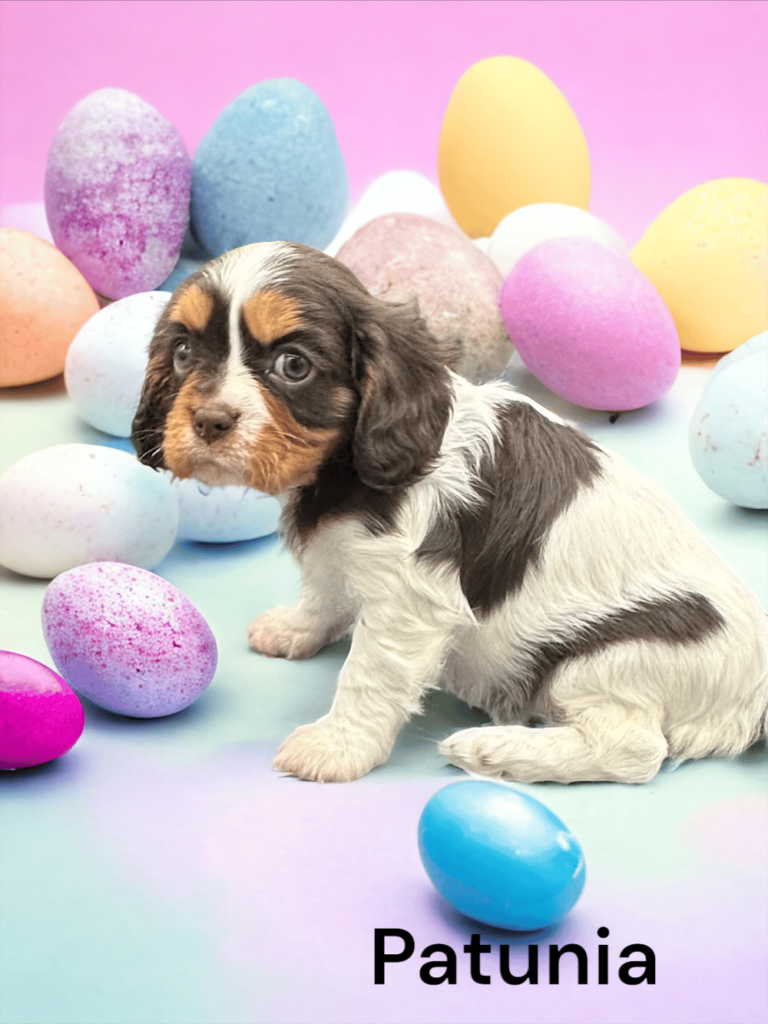 Available Puppies – Chocoholic Cavaliers